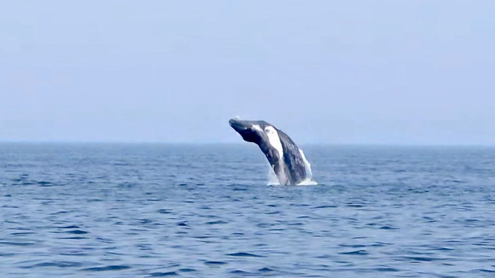 Buckelwal in der Nordsee: Spur des Buckelwals verliert sich bei ...